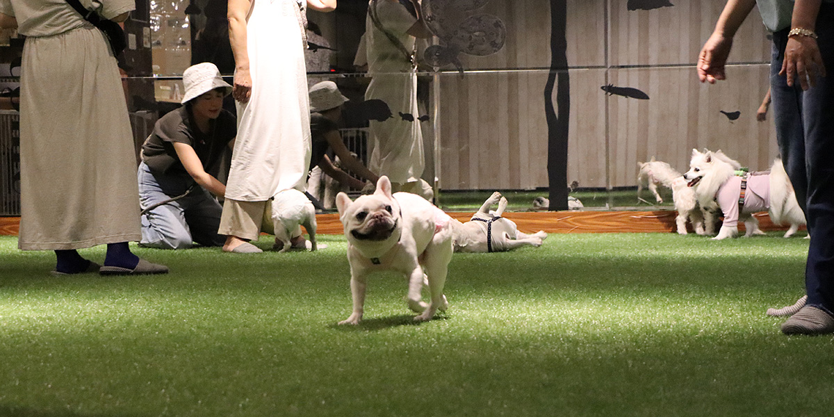 仙台に室内ドッグランがまた1つ誕生 dog run＆cafe DOPA | ARCHE! Web Journal ｜ 宮城・仙台のペット情報は ...